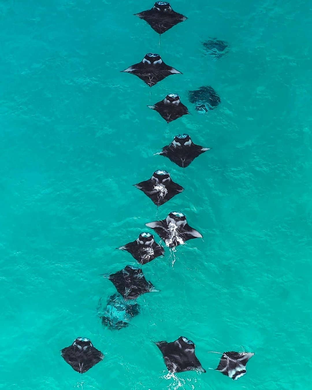 Hanifaru Bay - Exclusive Maldives